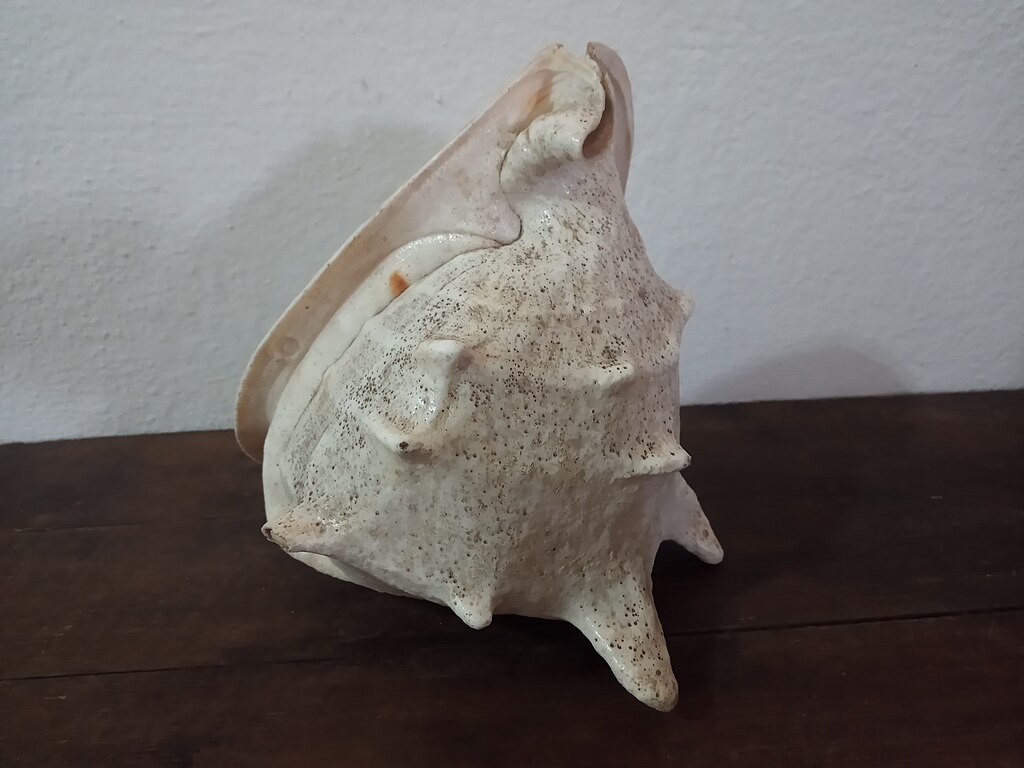 Insects, Bugs, & other Creepy Crawlies